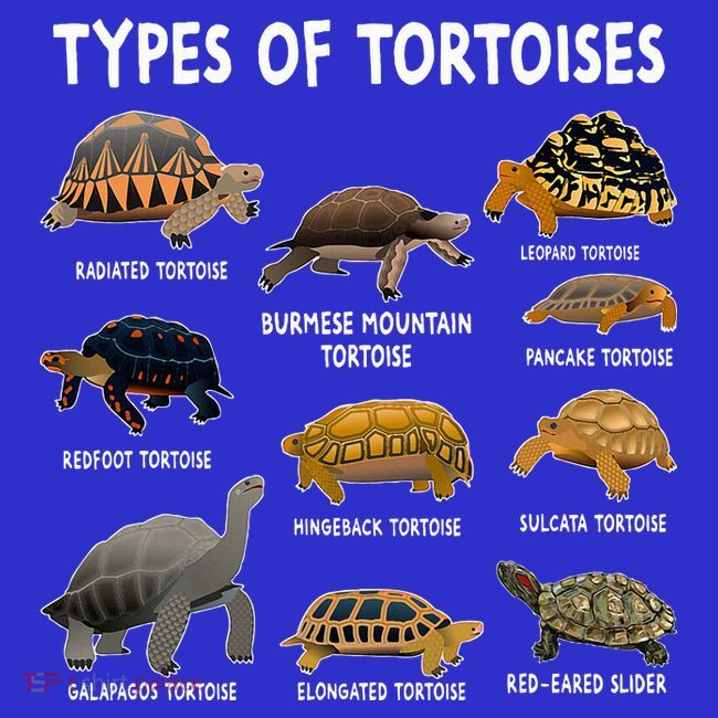 Tortoise Lover Types Of Tortoises 16 in Basic Backpack | TShirtPalace